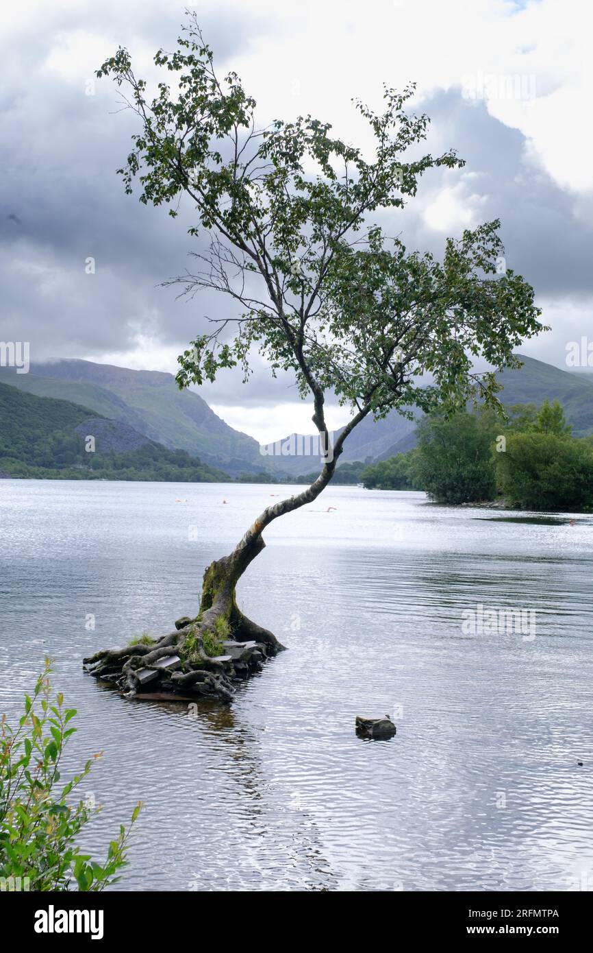The Lonely tree in Padarn lake, Llanberis, Gwynedd, North Wales, Great ...