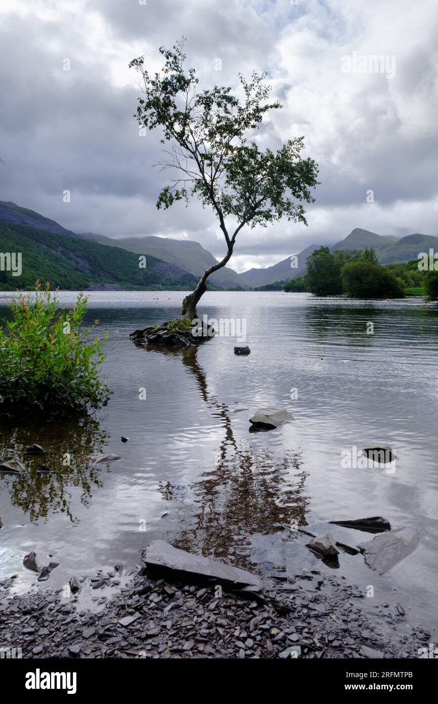 The Lonely tree in Padarn lake, Llanberis, Gwynedd, North Wales, Great ...