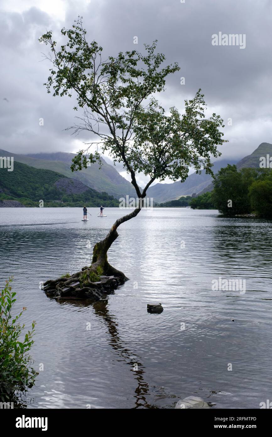 The Lonely tree in Padarn lake, Llanberis, Gwynedd, North Wales, Great ...