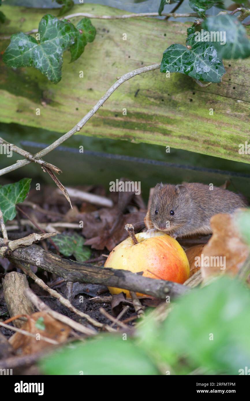 Field vole mouse close-up finding red apple to eat Stock Photo - Alamy