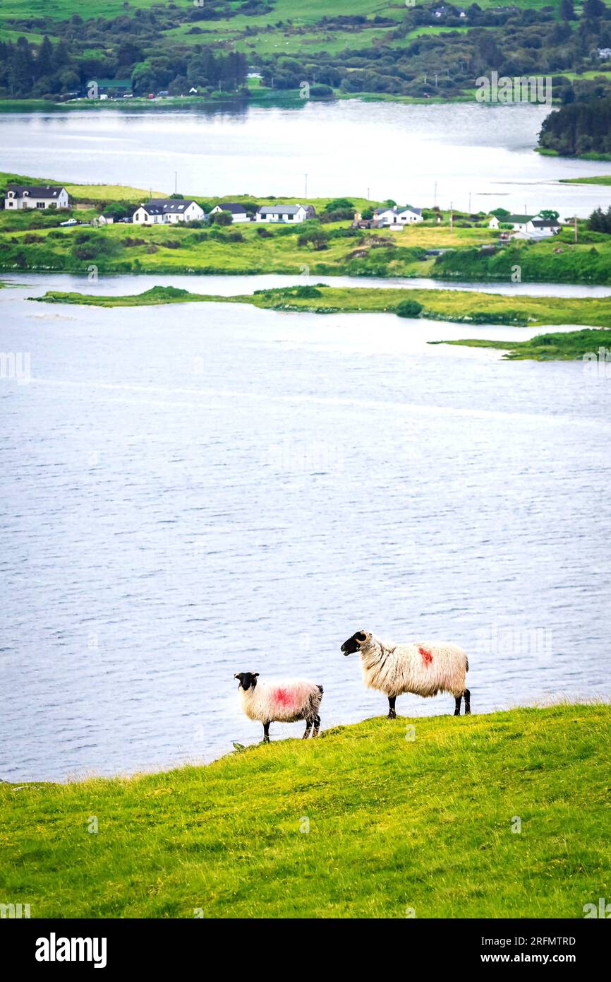 Scenic view on sheep near the lake with green hills landscape from ...