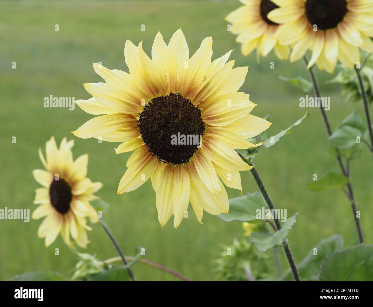 The bold and the beautiful 2023 hi-res stock photography and images - Alamy