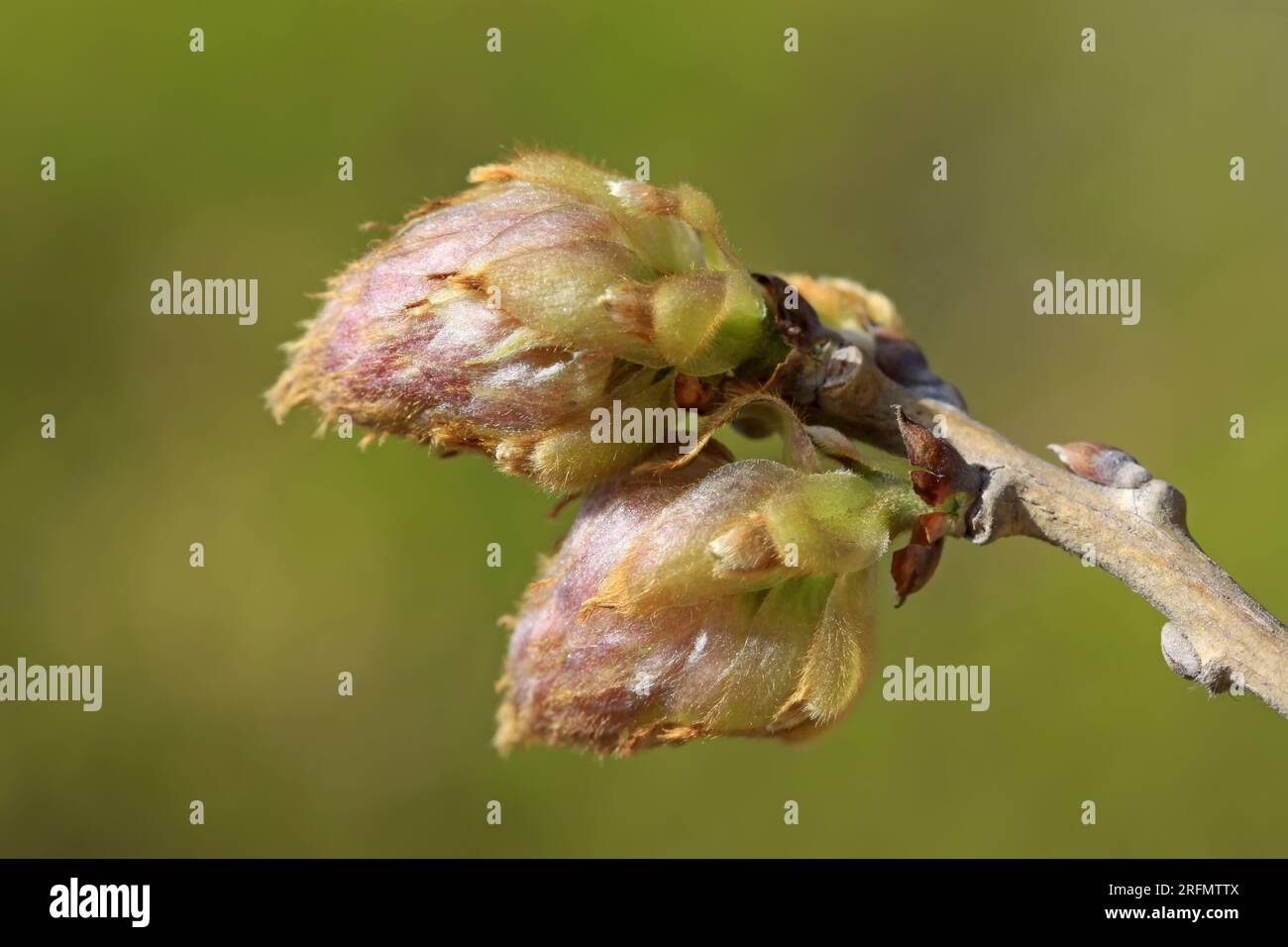Wisteria bud hi-res stock photography and images - Alamy