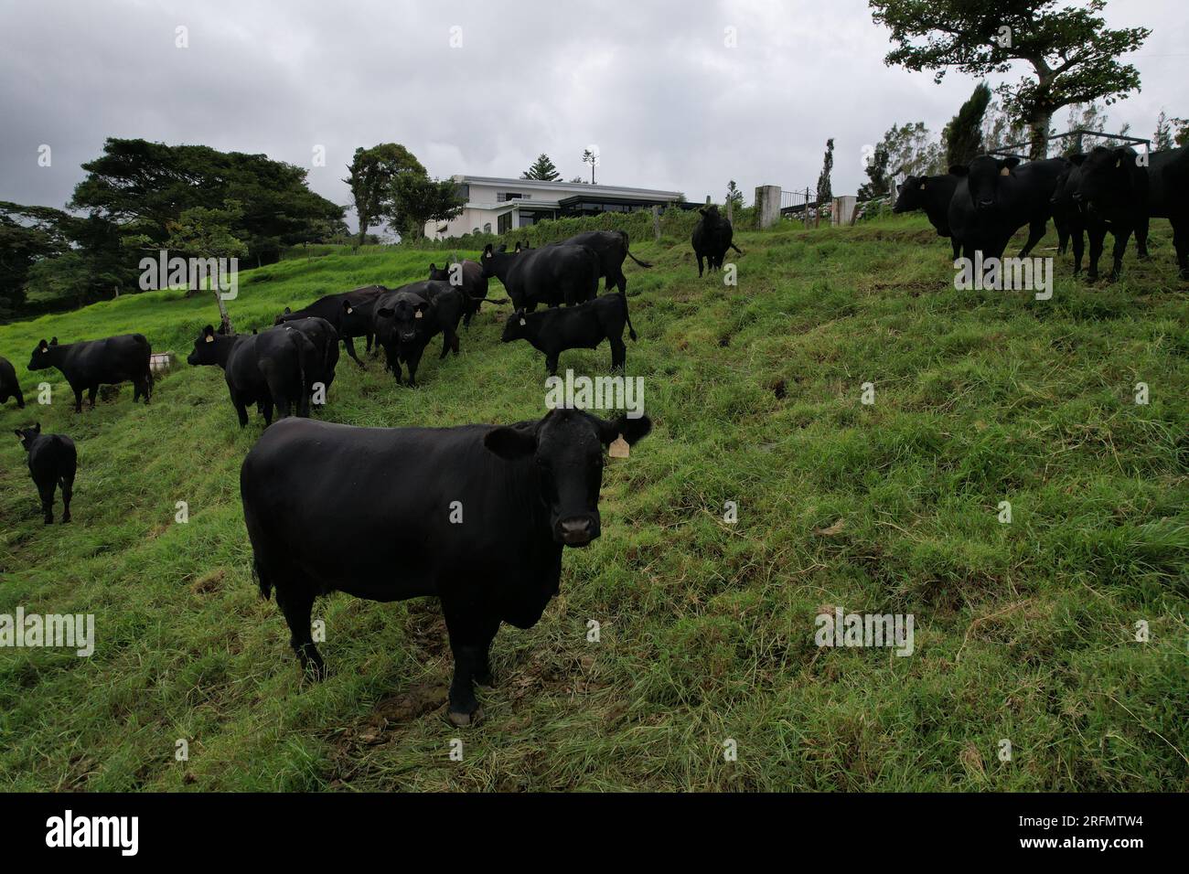 Aerial View of a Cow barn in the country side Stock Photo - Alamy