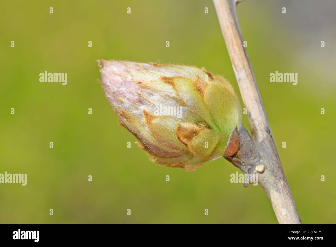 Wisteria bud hi-res stock photography and images - Alamy