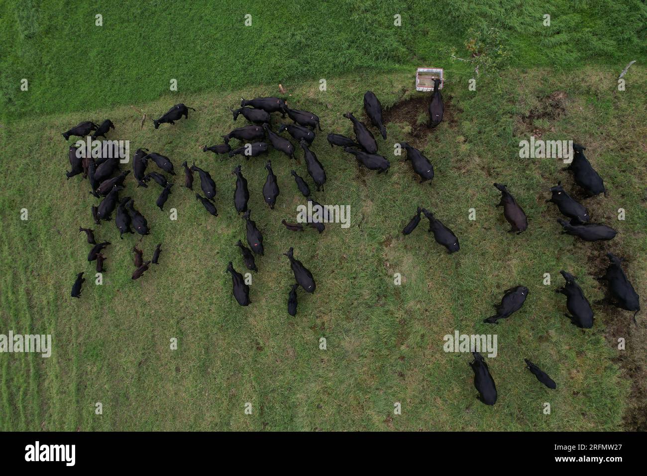 Aerial View of a Cow barn in the country side Stock Photo - Alamy
