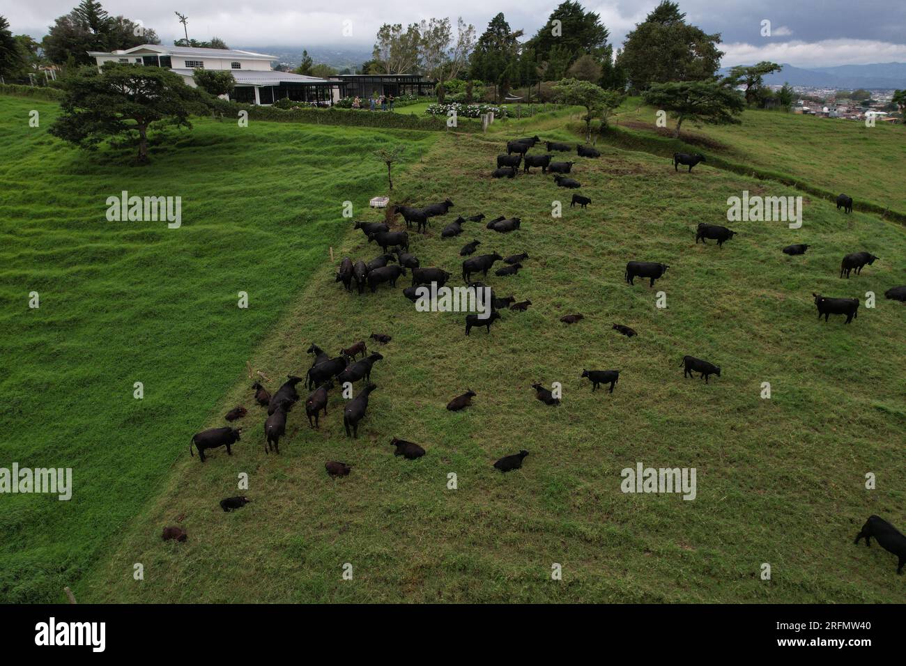 Aerial View of a Cow barn in the country side Stock Photo - Alamy