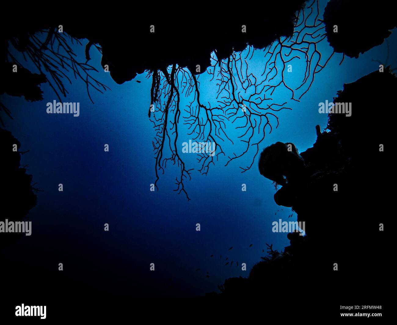 Coral cave silhouette on the reef wall in the Carribbean Sea, Roatan ...