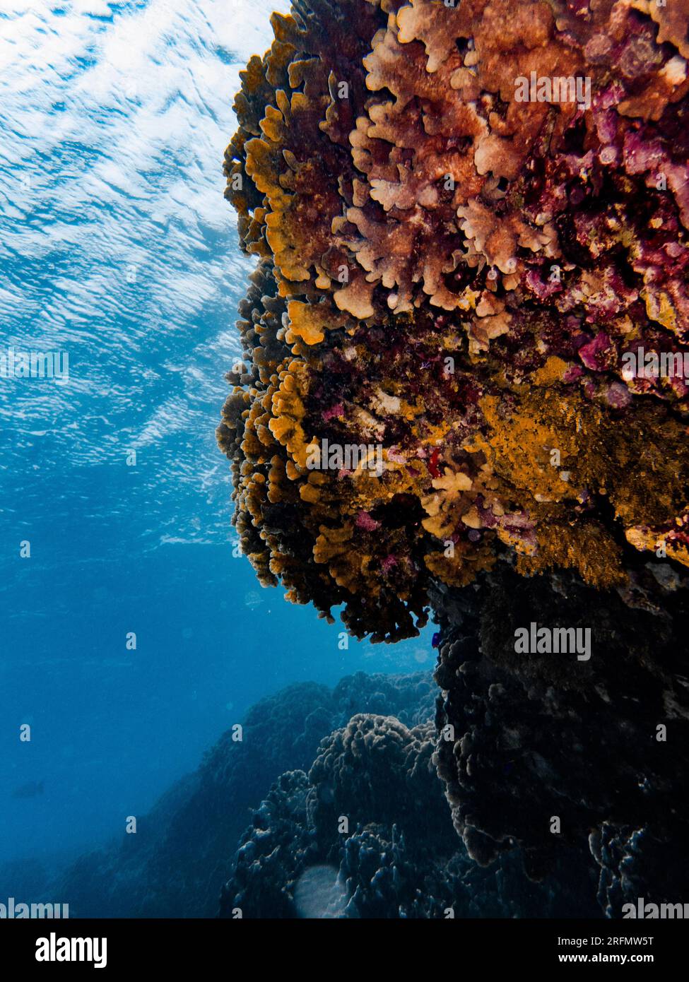 Lettuce coral glowing on the shallow coral reef in the Carribbean Sea, Roatan, Honduras Stock ...