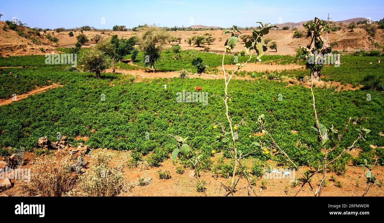 Khat farming hi-res stock photography and images - Alamy