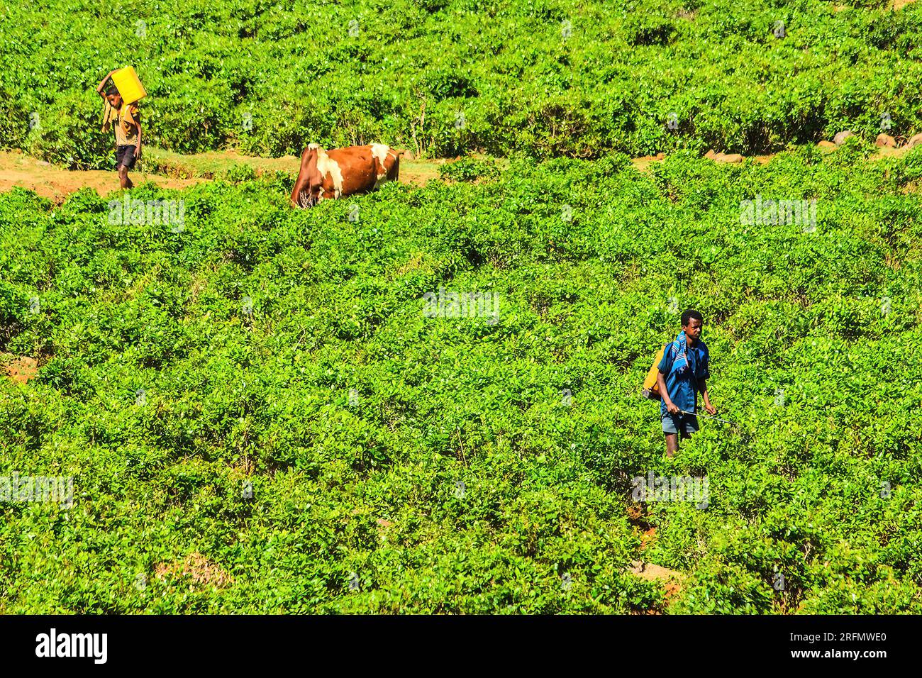 Khat farming hi-res stock photography and images - Alamy