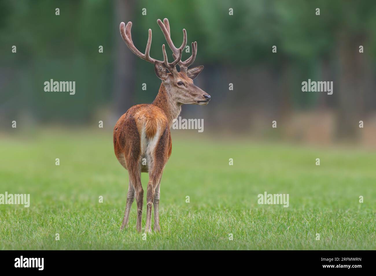 a Red deer buck (Cervus elaphus) with large antlers stands in a meadow ...
