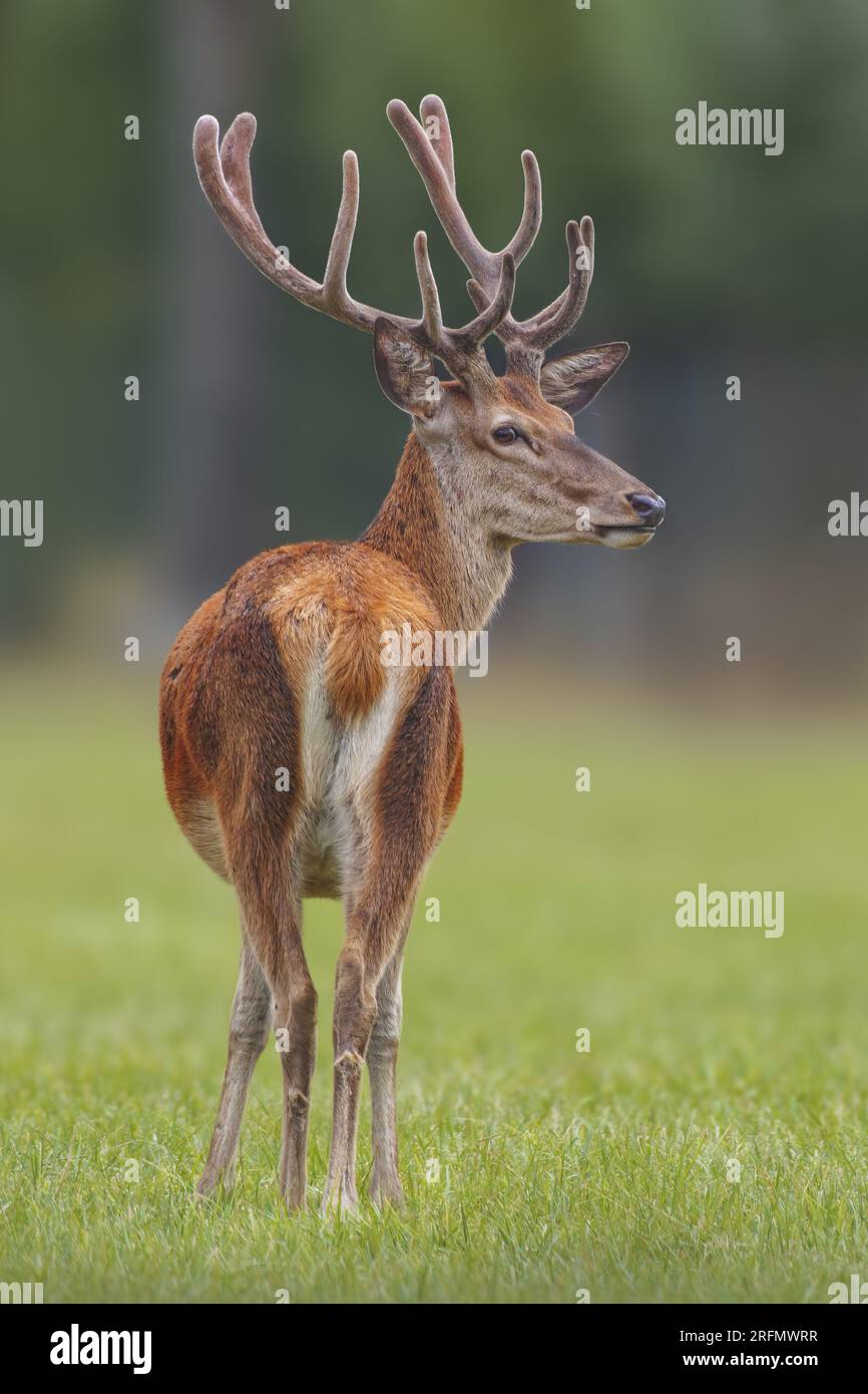 a Red deer buck (Cervus elaphus) with large antlers stands in a meadow ...