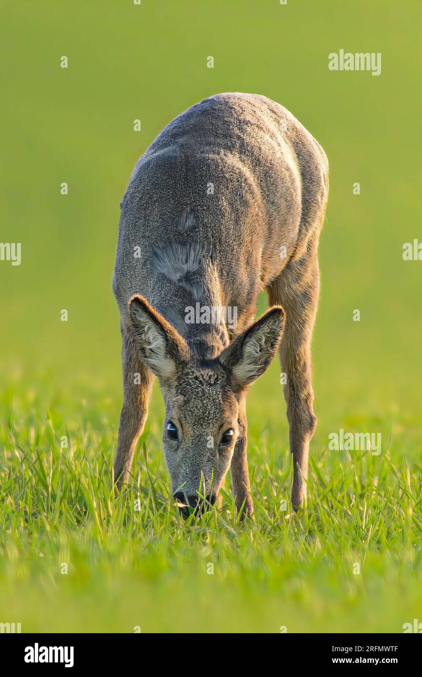a Roe deer doe (Capreolus capreolus) stands on a green meadow and eats ...