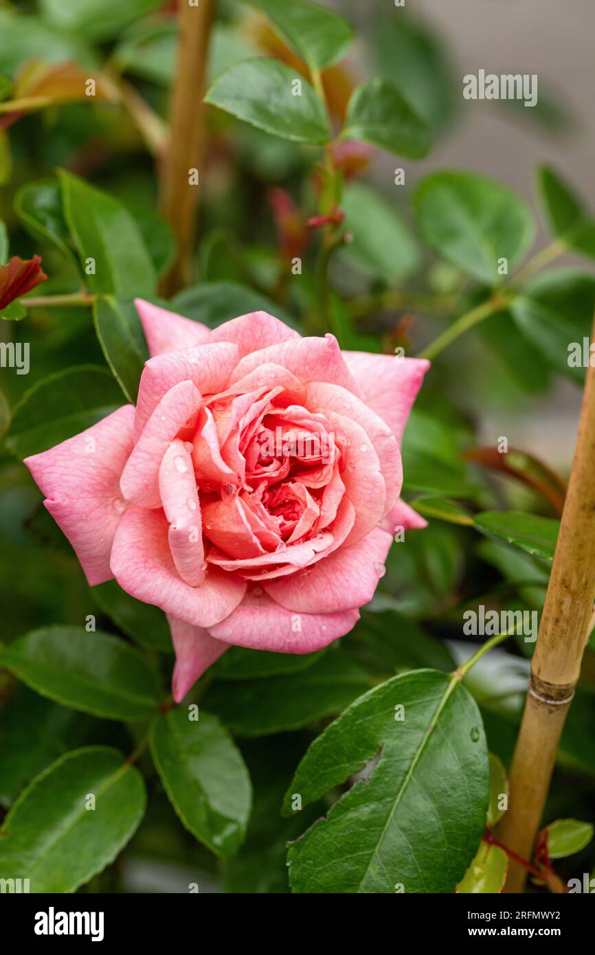 Paul noel rose hi-res stock photography and images - Alamy