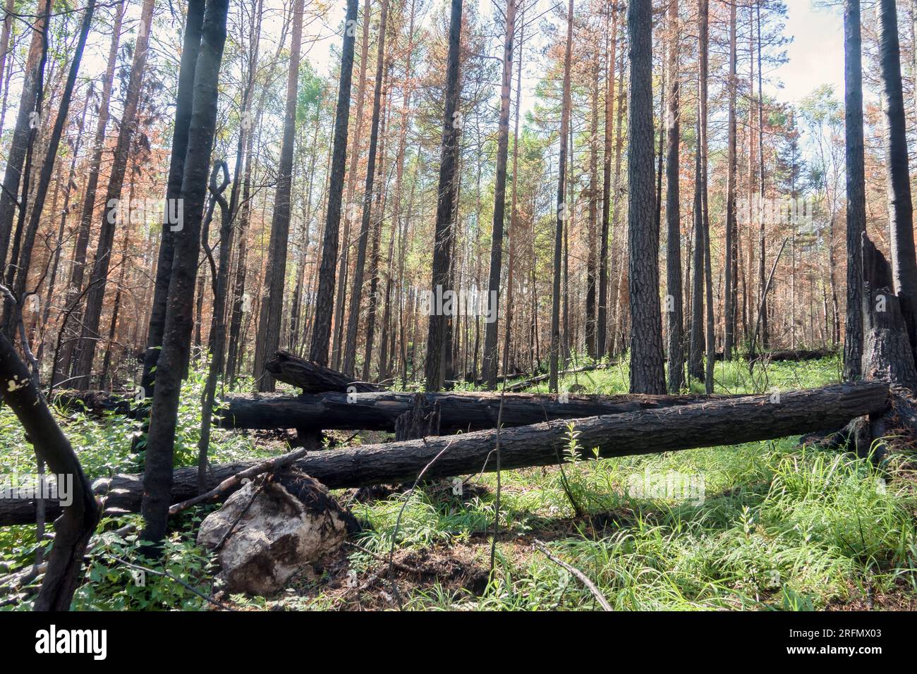 Fire-damaged forest, boreal forests. Burnt boreal forests. Wildfire low ...
