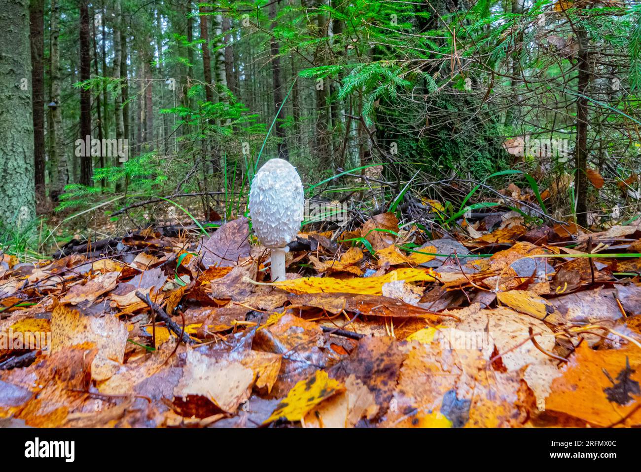 Inky cap (Coprinus, Agaricaceae) mushroom against the background of an ...