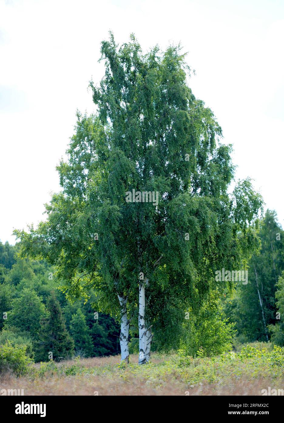 European white birch (Betula pendula, B. verrucosa) in a meadow on a ...