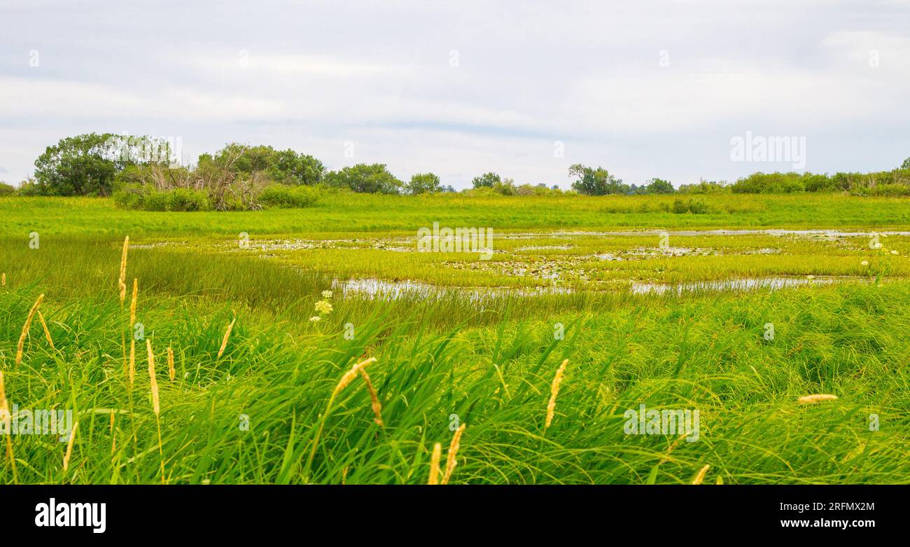 Deep pool, broad after flooding, flood meadows in flat river valley ...
