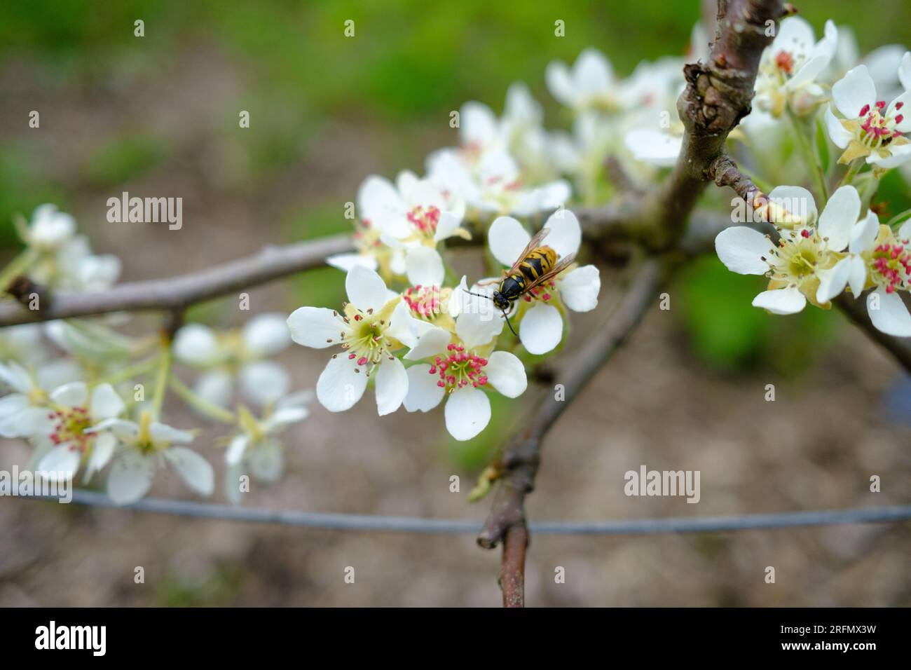 Close up Image of Pyrus Communis, Black Worcester Pear, Blossom, with a ...