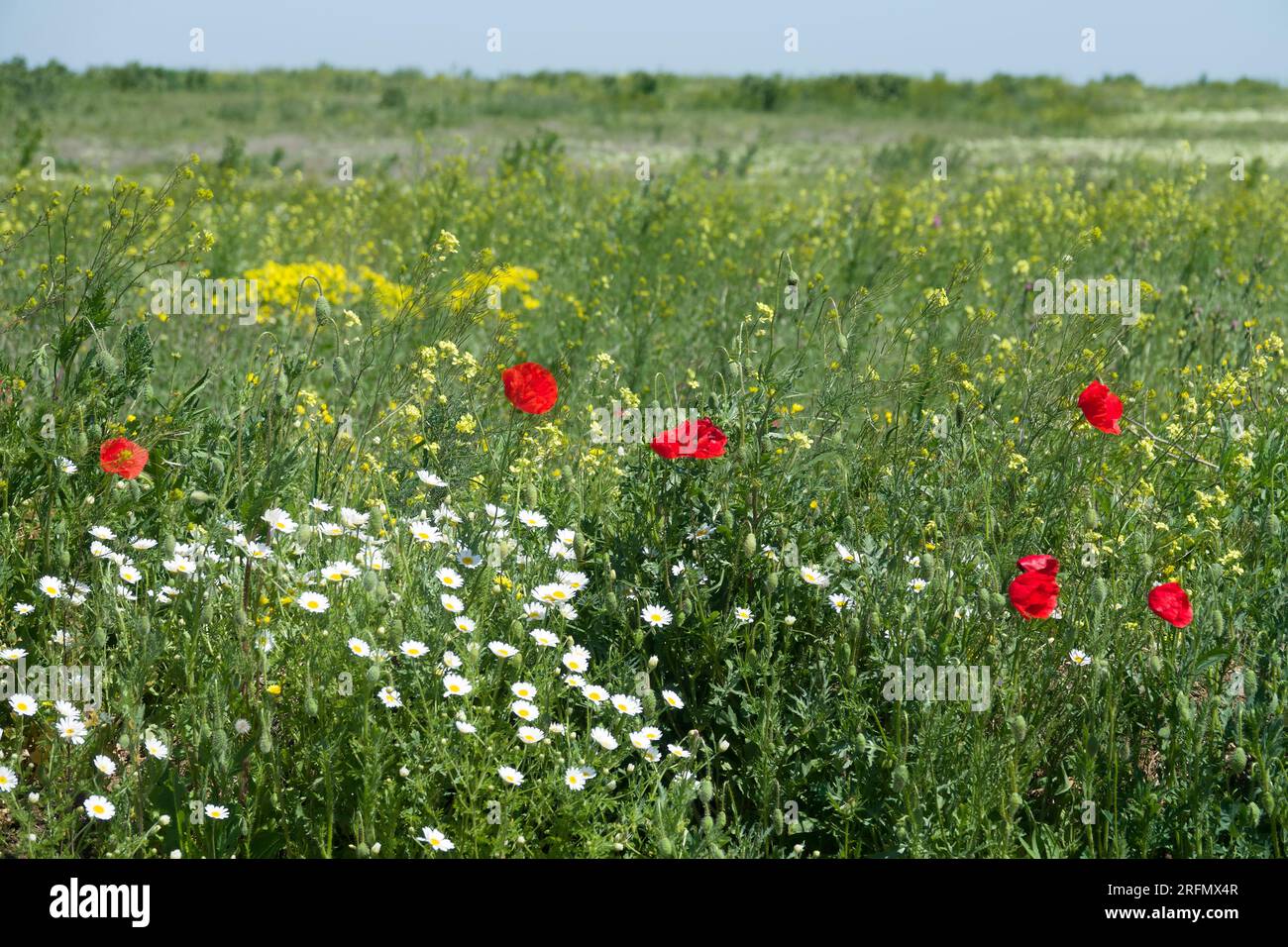 Xeropolum. Field poppy (Papaver rhoeas) bloom in spring in ...
