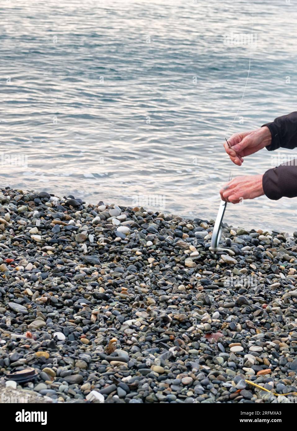 Sargan fish on a pebble beach. Europian Garfish (Belone belone) in ...