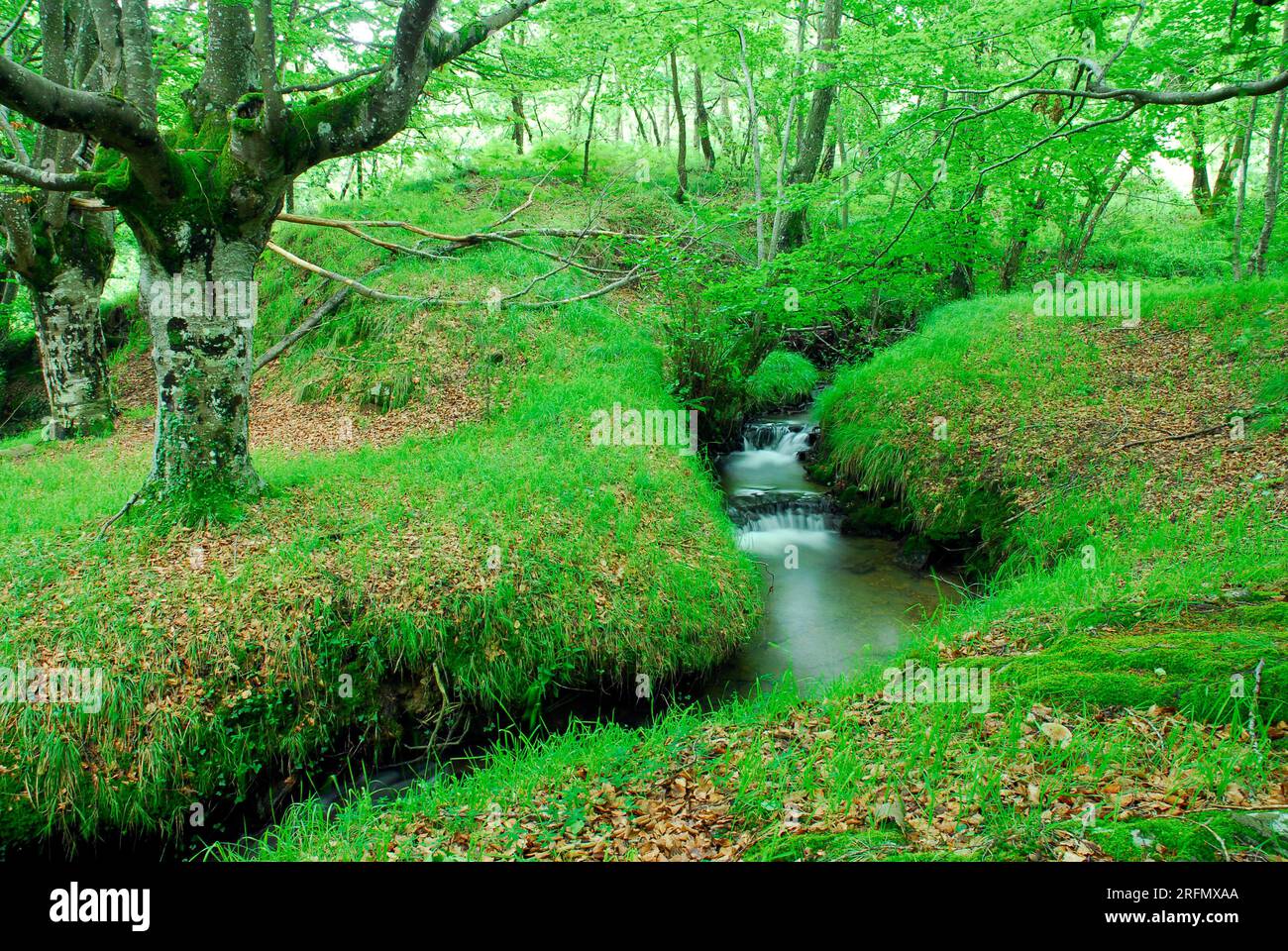 A stream runs through a small green-striped meander in a beech forest ...