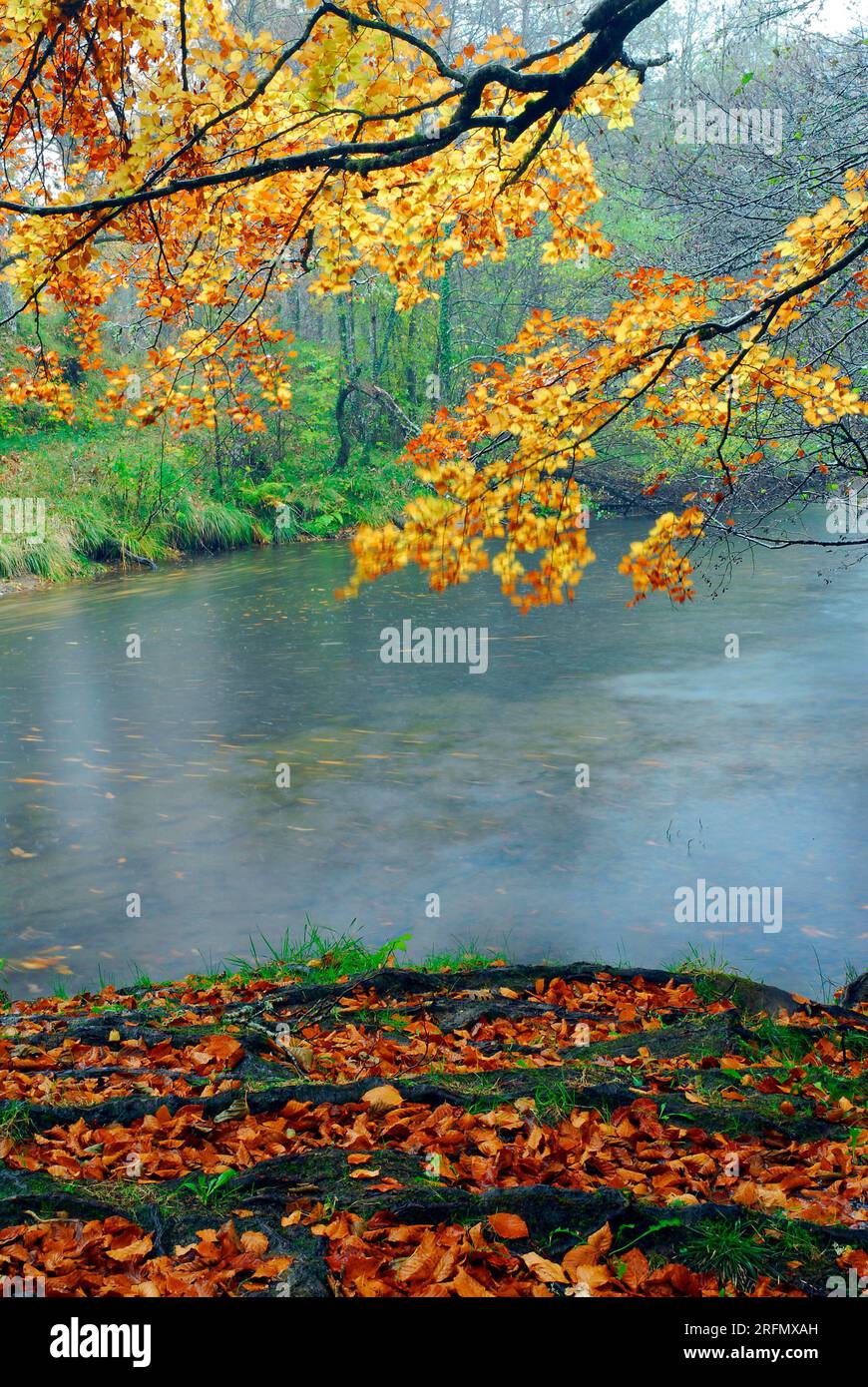 Beech trees with fall colors and brown leaf litter ground next to the ...