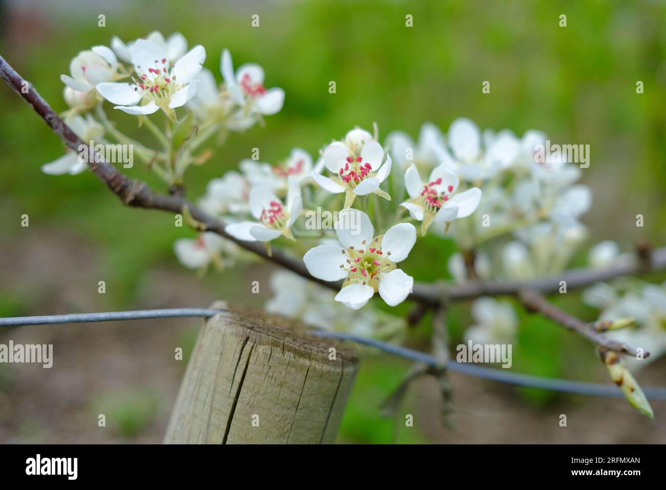 Close up Image of Pyrus Communis, Black Worcester Pear, Blossom Stock ...