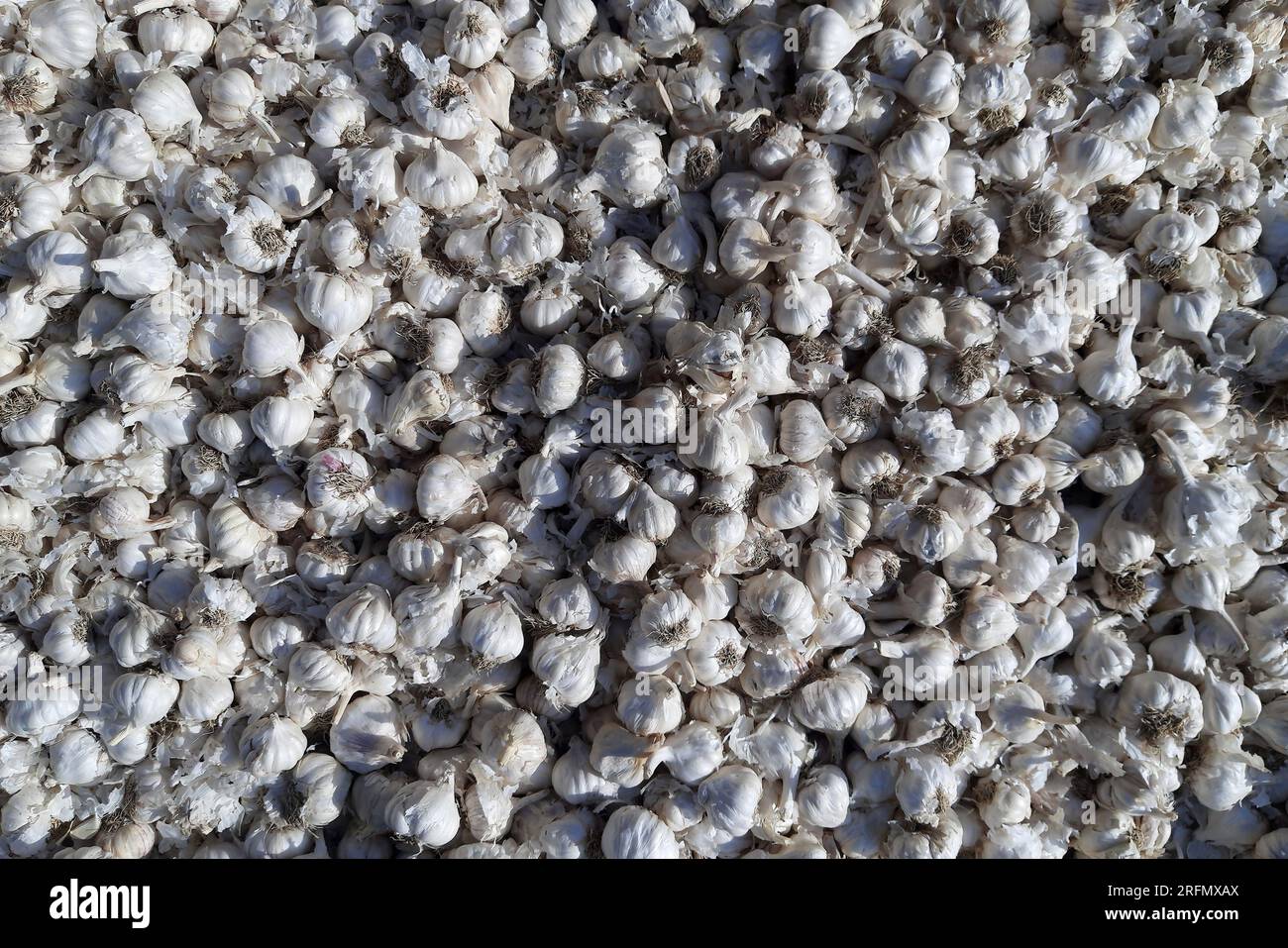White garlic pile texture. Vitamin healthy food spice image. Spicy ...