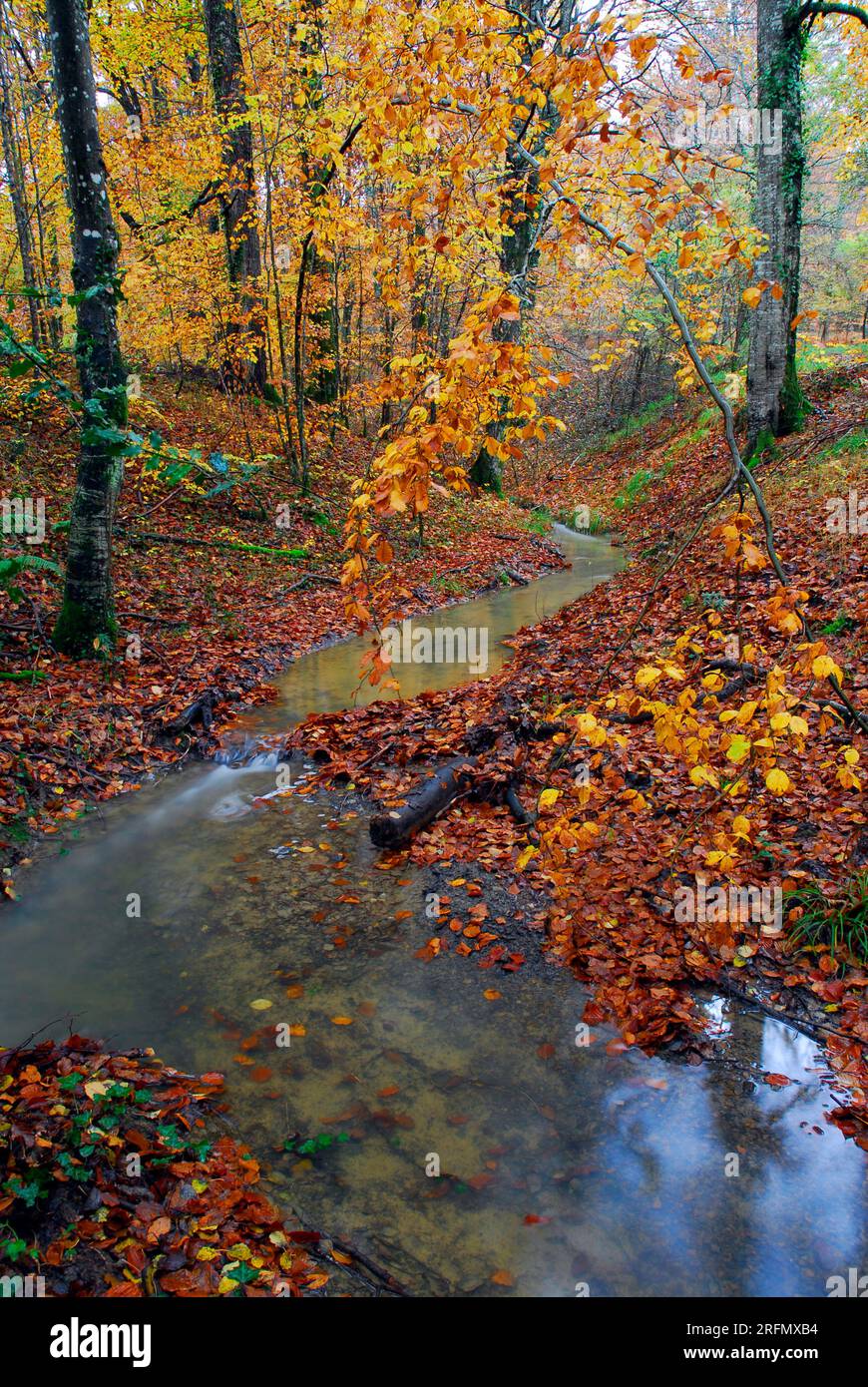 Stream runs through small hi-res stock photography and images - Alamy