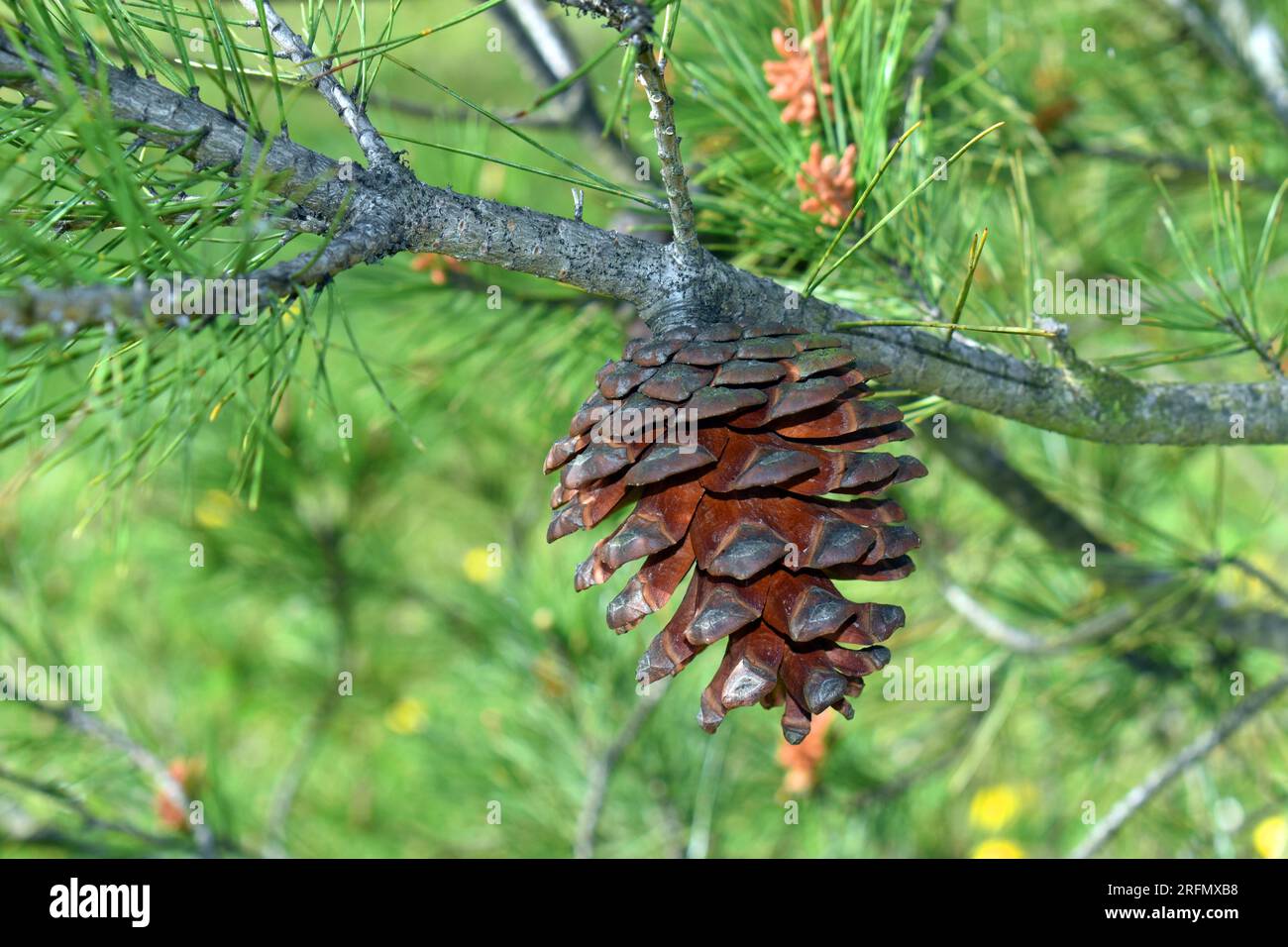 Macedonian pinecones (Pinus peuce), species native to the Balkans Stock ...