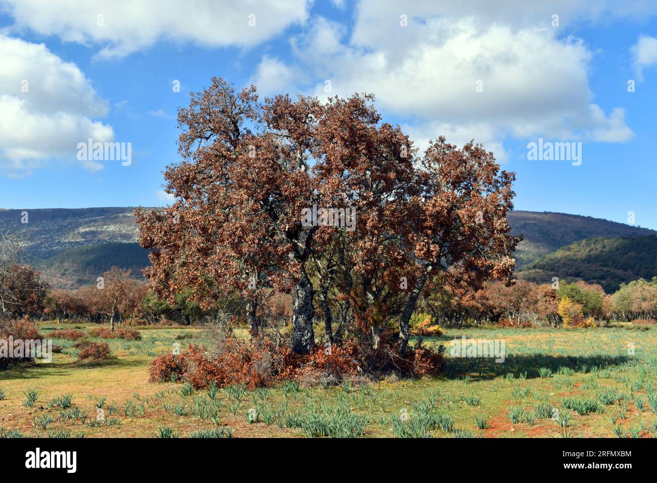 Holm oaks (Quercus ilex) affected by drought and the parasitic fungus ...