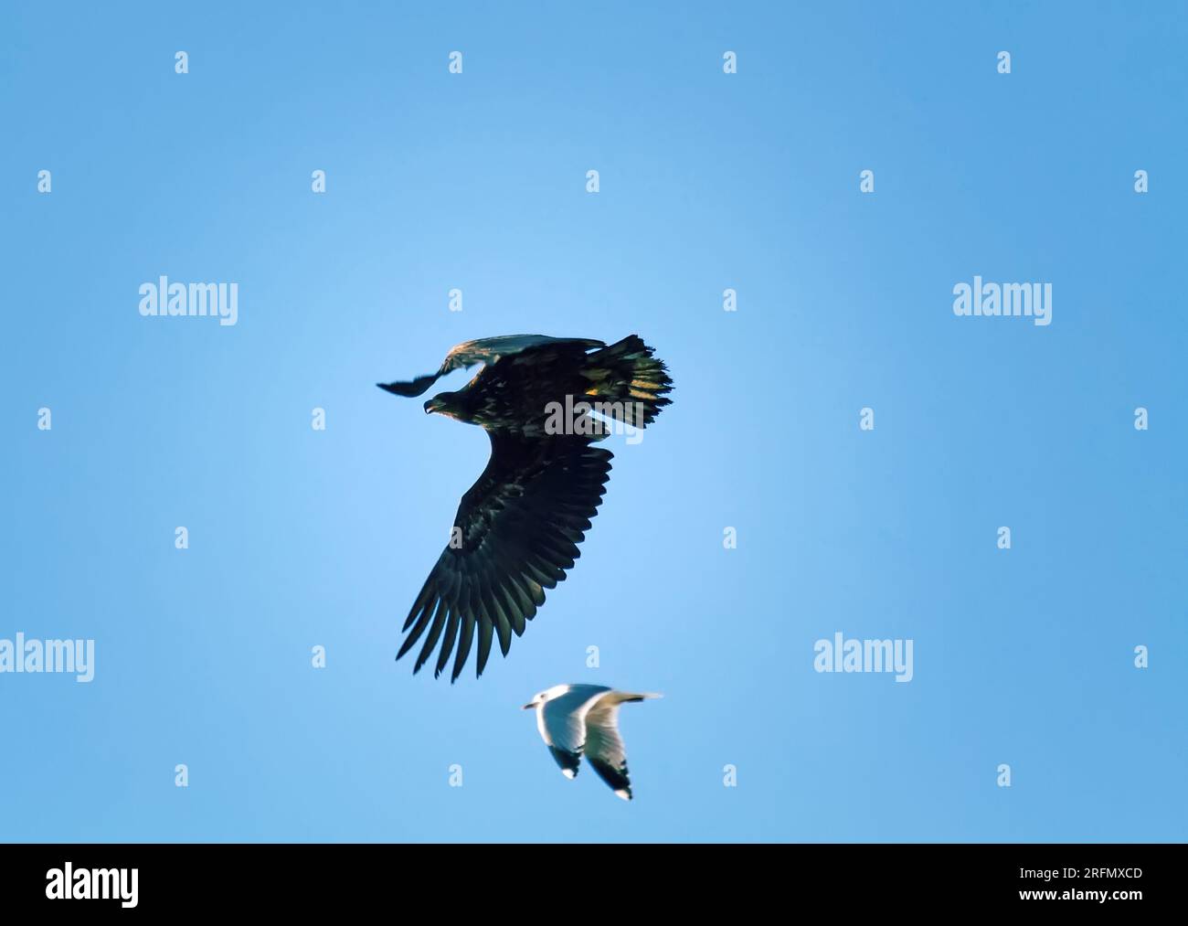 Avoidant behavior hi-res stock photography and images - Alamy