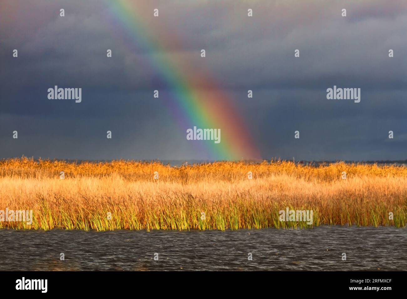 The storm passed. Rainbow over seaside marches and reed-cattail ...