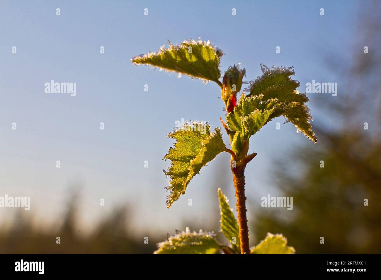 Freezer burn. The spring young foliage was covered with ice crystals ...
