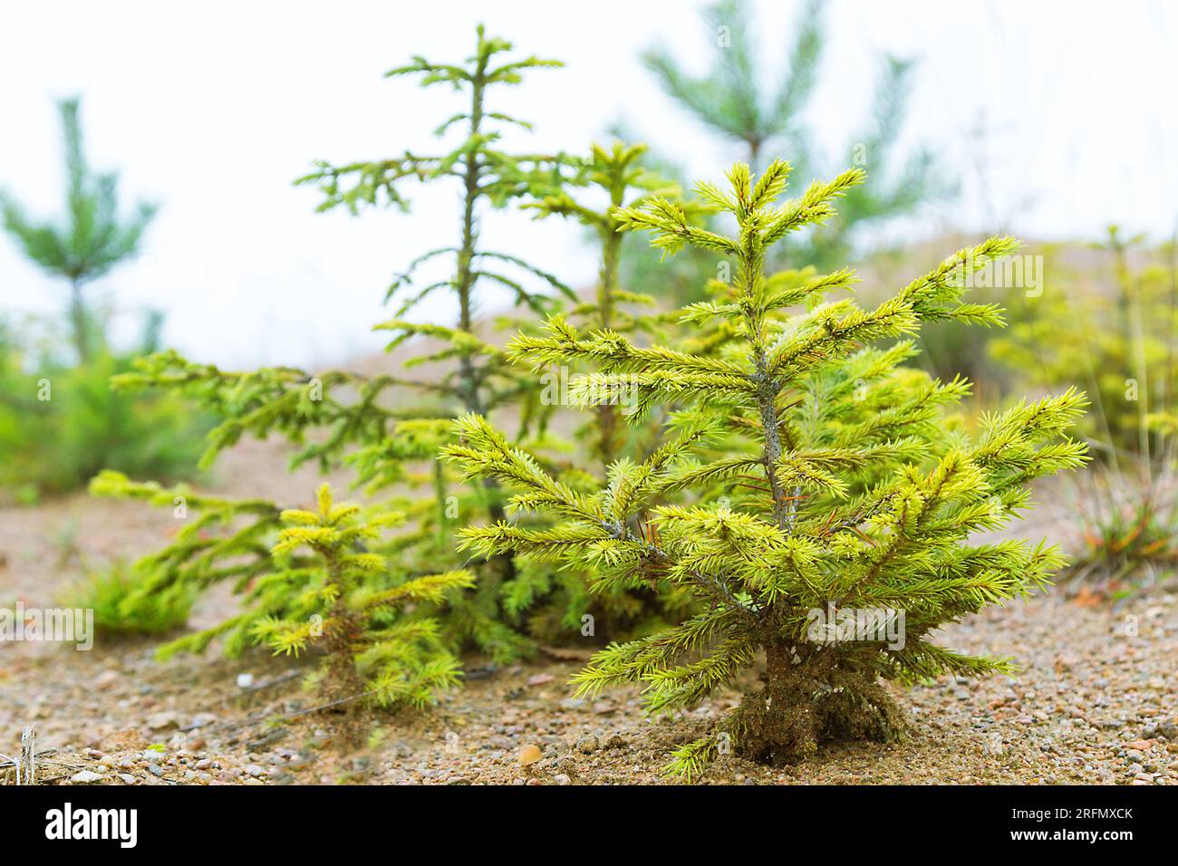 Forestry. Saplings of pine and spruce grow in a sandy clearing in the ...
