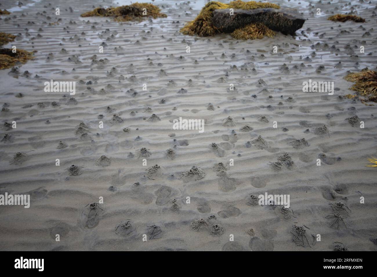 Sludge worm hi-res stock photography and images - Alamy