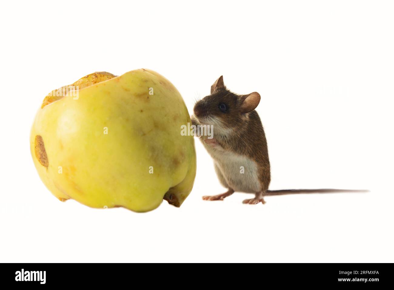 Mice are notorious pests of agriculture and households, harmful animals ...