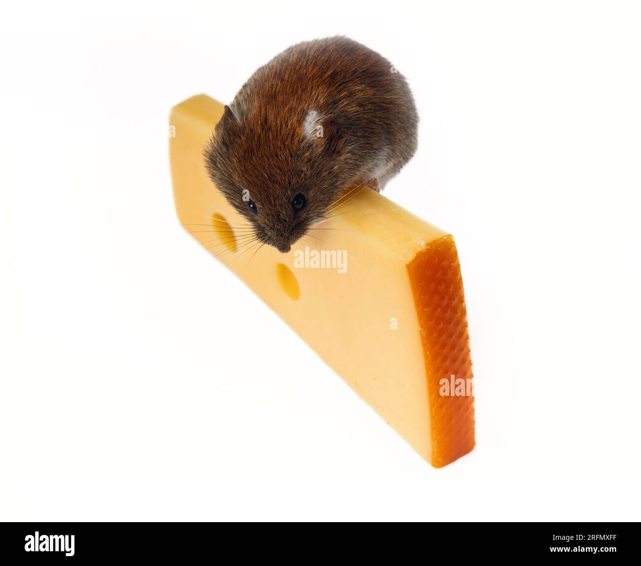 Wet mouse Cut Out Stock Images & Pictures - Alamy