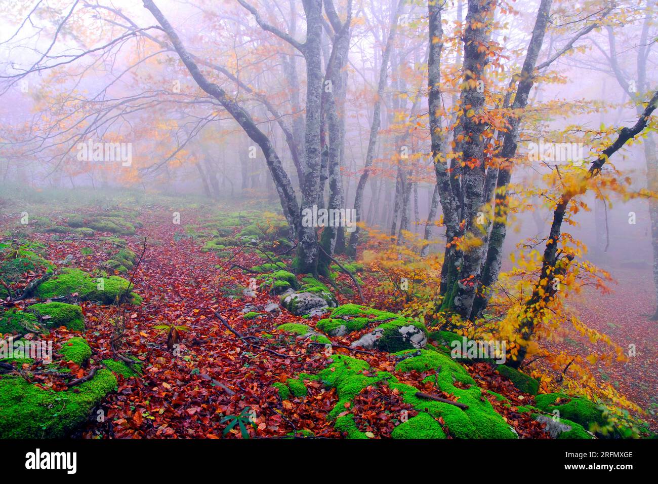 A beech forest in autumn with mist and rocks covered in green moss ...