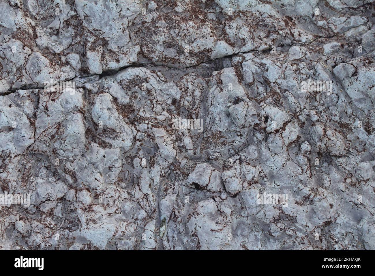 Fossil, ichnofossil - paleontological study, natural history ...