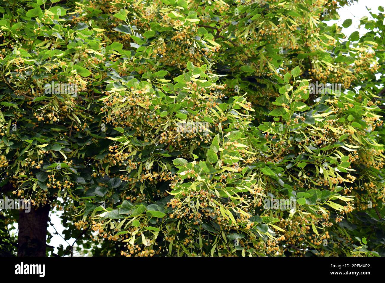 Branches of a linden tree (Tilia * europaea) with abundant flowers and ...