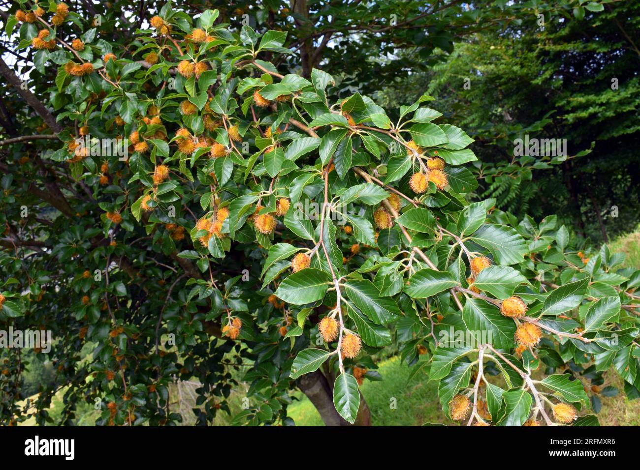 Fruits and leaves of the beech (Fagus sylvatica Stock Photo - Alamy