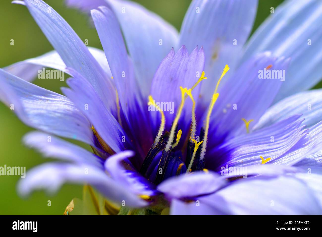 Macro photography of the flower of Cupid's dart (Catananche caerulea ...