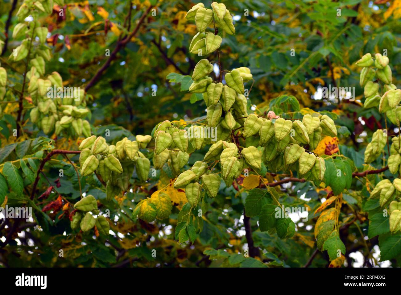 Detail of the fruits of golden rain tree (Koelreuteria paniculata Stock ...
