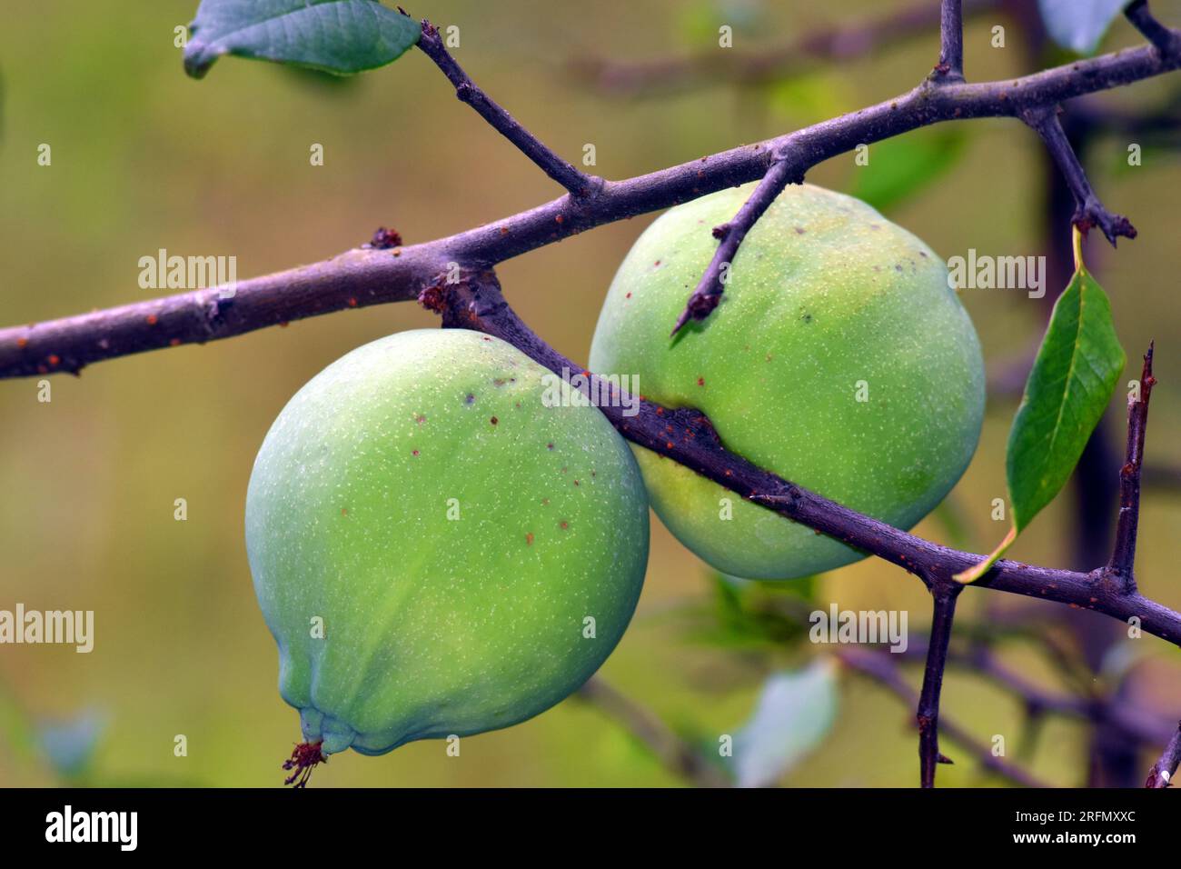 Fruits of Chaenomeles thibetica, a species native to Tibet and China ...
