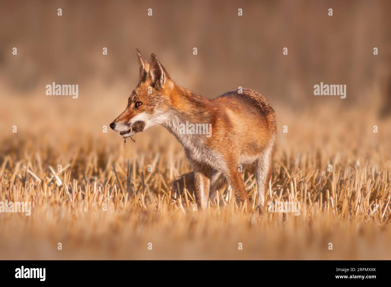 a red fox (Vulpes vulpes) stands on a harvested stubble field with a ...