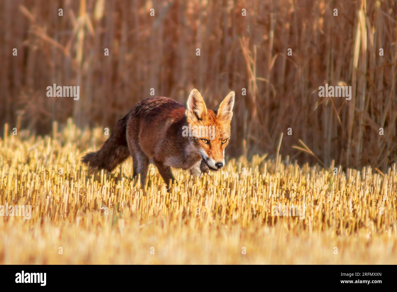 a red fox (Vulpes vulpes) stands on a harvested stubble field with a ...