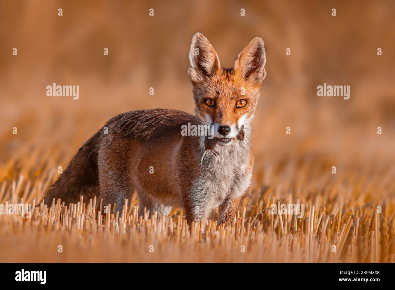 a red fox (Vulpes vulpes) stands on a harvested stubble field with a ...